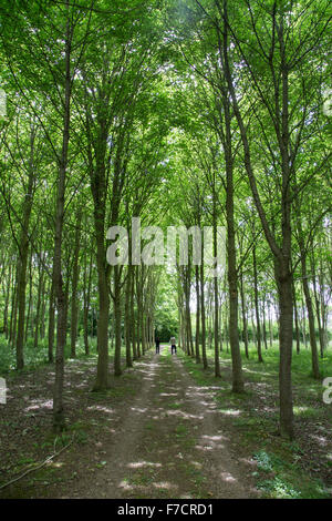 Battle site and woodland burial at Hill 112, Operation Jupiter - a ...