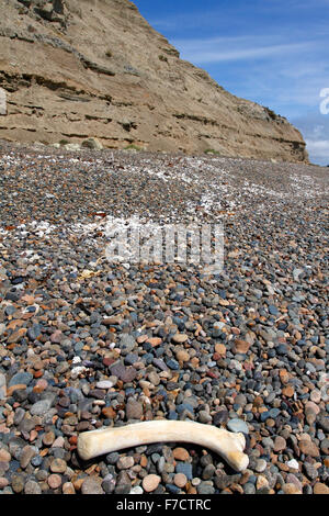 El Pedral beach and cliffs near Puerto Madryn ,Chubut Province, Patagonia, Argentina. Sanctuary ...