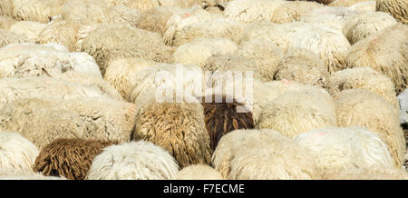 Flock of sheep, Brez, Cantabria, Spain Stock Photo - Alamy