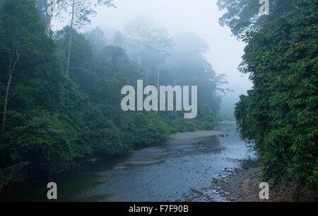 Segama River flowing through lush tropical rainforest in the Danum ...