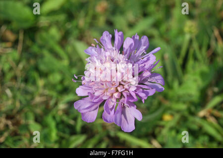 Field scabious, Knautia arvensis, lilac flower with the marmalade ...