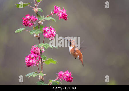 Rufous Hummingbird and Red flowering Currant Stock Photo - Alamy