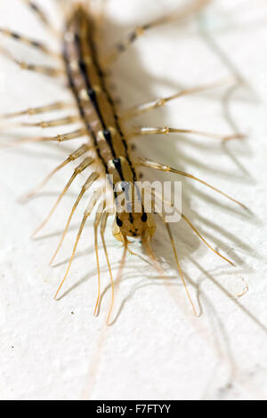 Common House Centipede (Scutigera coleoptrata) yellowish-grey centipede ...
