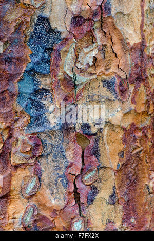 Paperbark Maple tree (Acer griseum), a reddish tree with peeling bark ...