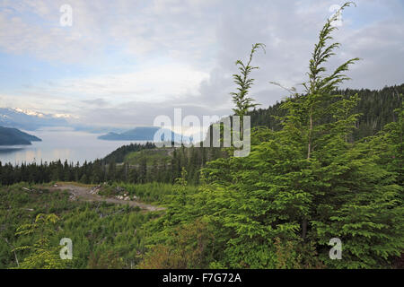 View of Douglas Channel from a clearcut on Bish Creek Forest Service ...