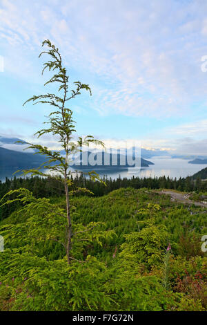 View of Douglas Channel from a clearcut on Bish Creek Forest Service ...