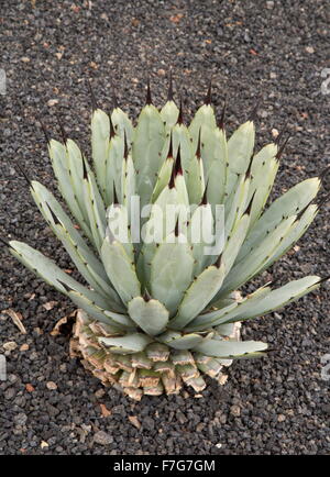 Agave geminiflora, Agave, Twin flowered Agave Stock Photo - Alamy