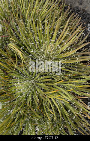 Hybrid agave (Agave x leopoldii) in cultivation Stock Photo - Alamy