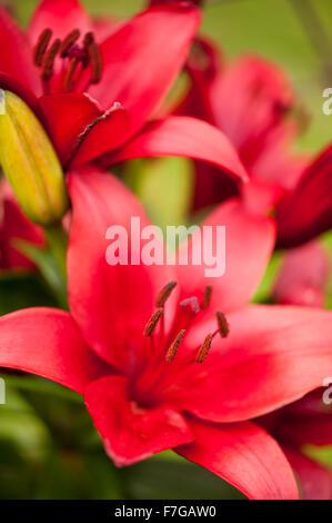 large red lily flower in the garden Stock Photo - Alamy