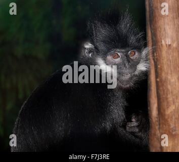 Southeast Asian François' Langur ( Trachypithecus francoisi), a.k.a ...