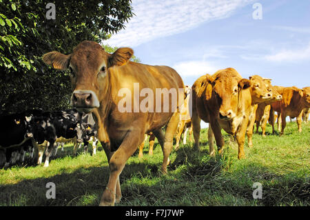 Cattle raising Stock Photo - Alamy