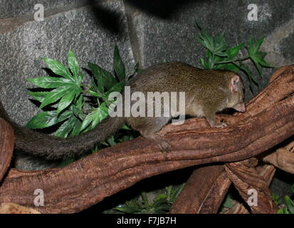 Southeast Asian Common Tree Shrew (Tupaia glis Stock Photo - Alamy