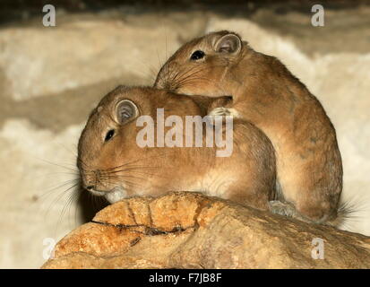 Pair of cuddling North African Common Gundis (Ctenodactylus gundi), on ...