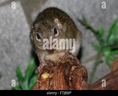 Southeast Asian Common Tree Shrew (Tupaia glis) feeding on fruit ...