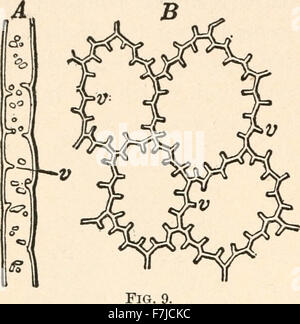Elements of plant anatomy Stock Photo - Alamy