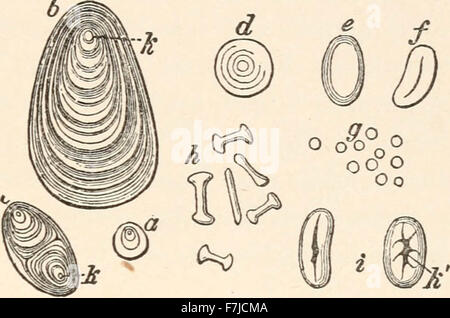 Elements of plant anatomy Stock Photo - Alamy
