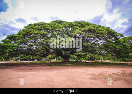 Giant Monkeypod Tree - stands firm in Kanchanaburi, Thailand Stock ...