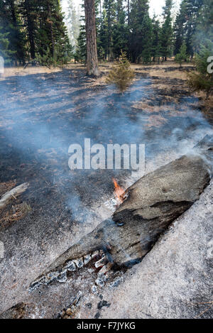 Low intensity forest fire, Wallowa - Whitman National Forest, Oregon ...