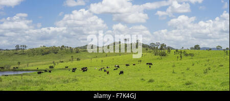 Panorama landscape, Australian Agriculture Beef Cattle Farming in ...