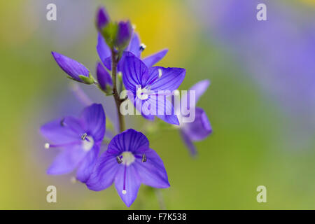 Veronica is blooming in the garden. Blue delicate flower of Veronica ...