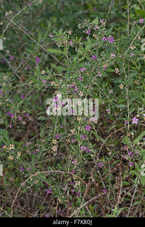 Boxthorn, box thorn, Chinese wolfberry, Himalayan goji, Bocksdorn, Goji ...