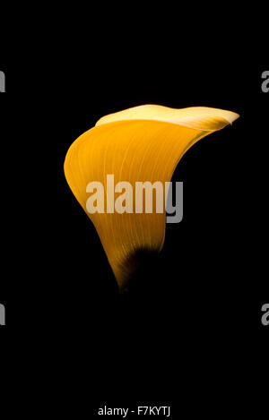 Close up shot of a yellow and black steam cleaner nozzle resting on a ...