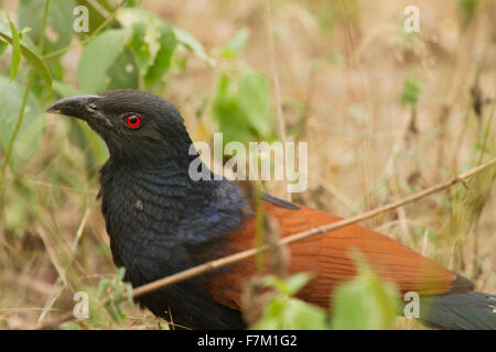 Senegal Coucal - Centropus senegalensis, beautiful colored cuckoo from ...