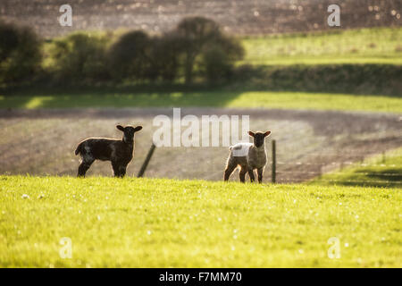 Beautiful landscape image of Spring lambs and sheep in fields during ...