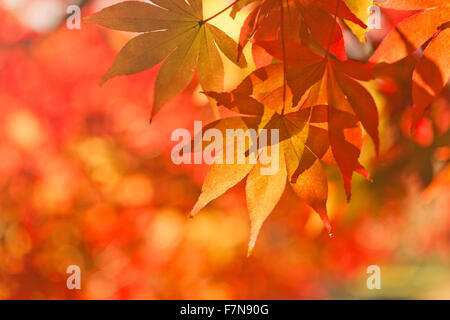 Nature background with bright autumn leaves Stock Photo - Alamy