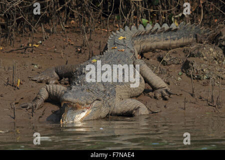 Goa, India. Mugger Crocodile Or Crocodylus Palustris Resting In Shadow ...