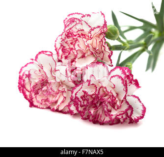 Closeup shot of a carnation, clove pink flower Stock Photo - Alamy