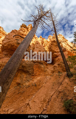 Trees inside Bryce canyon Stock Photo - Alamy