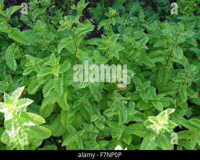 Mentha Is A Genus Of Plants In The Family Lamiaceae (Mint Family Stock ...