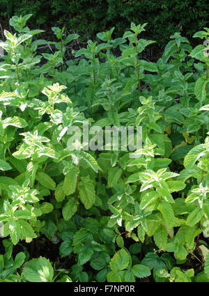 Mentha Is A Genus Of Plants In The Family Lamiaceae (Mint Family Stock ...