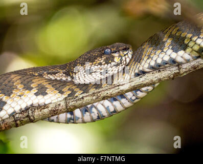 A mangrove pit viper resting on a branch in a mangrove swamp in ...