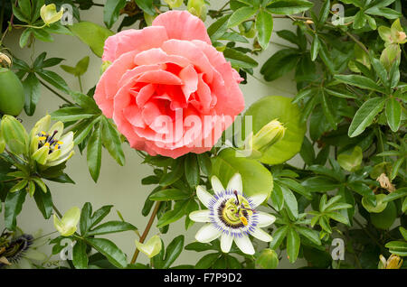 A rose Leaping Salmon and a passion flower climbing a wall together ...