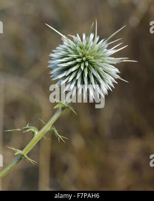 Spiny globe thistle (Echinops spinosissimus) in limestone mountains ...