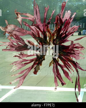 Red Seaweeds forming reef-like habitats (maerl beds Stock Photo - Alamy