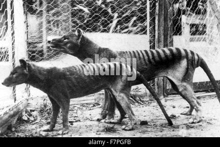Now extinct, Tasmanian Tiger (thylacine) in Hobart Zoo Tasmania ...