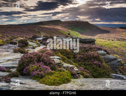 Summer heather on the slopes of Dove Crag at Simonside near Rothbury ...