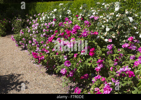 The Rose Garden at Nymans, West Sussex, in July. The Messel Fountain ...
