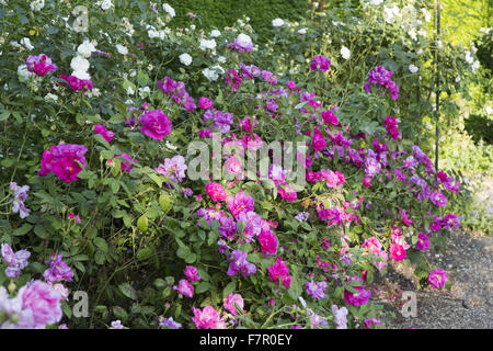 The Rose Garden at Nymans, West Sussex, in July. The Messel Fountain ...