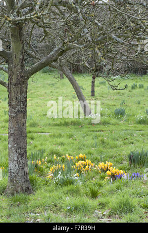 Daffodils growing in garden under old apple tree in spring. Ninth of ...