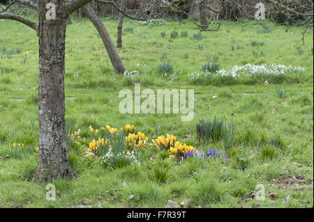 Daffodils growing in garden under old apple tree in spring. Ninth of ...