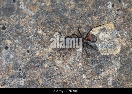Carpenter ant, Rossameise, Roßameise, Riesenameise, Camponotus ...