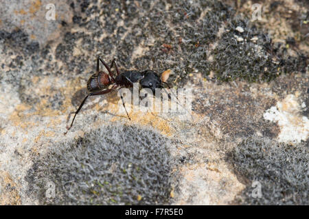 Carpenter ant, Rossameise, Roßameise, Riesenameise, Camponotus ...