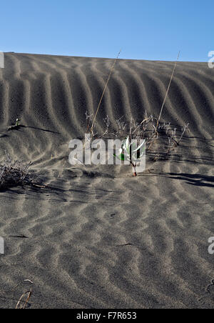 Dune, Juniper Dunes Wilderness, Washington Stock Photo - Alamy