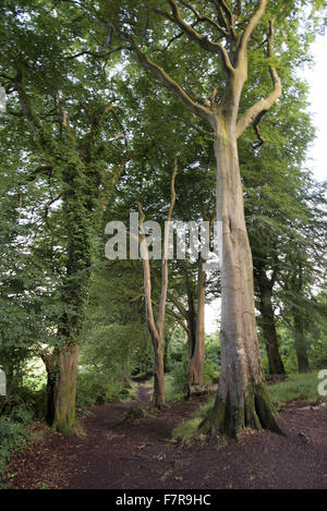 Killynether, County Down. Killynether is mostly woodland Stock Photo ...