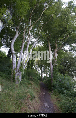 Killynether, County Down. Killynether is mostly woodland Stock Photo ...