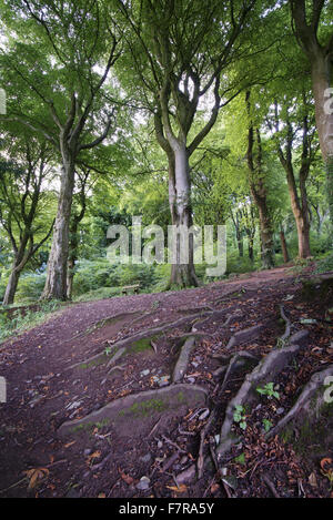Killynether, County Down. Killynether is mostly woodland Stock Photo ...